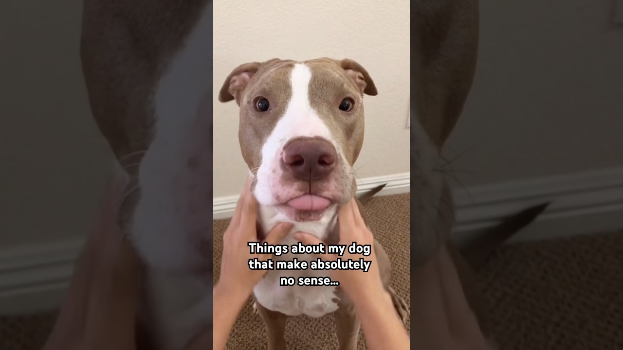 Things about my dog that make absolutely no sense 😆 #pitbull #dogs #funny #shorts #short