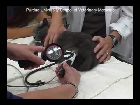 Cat BP