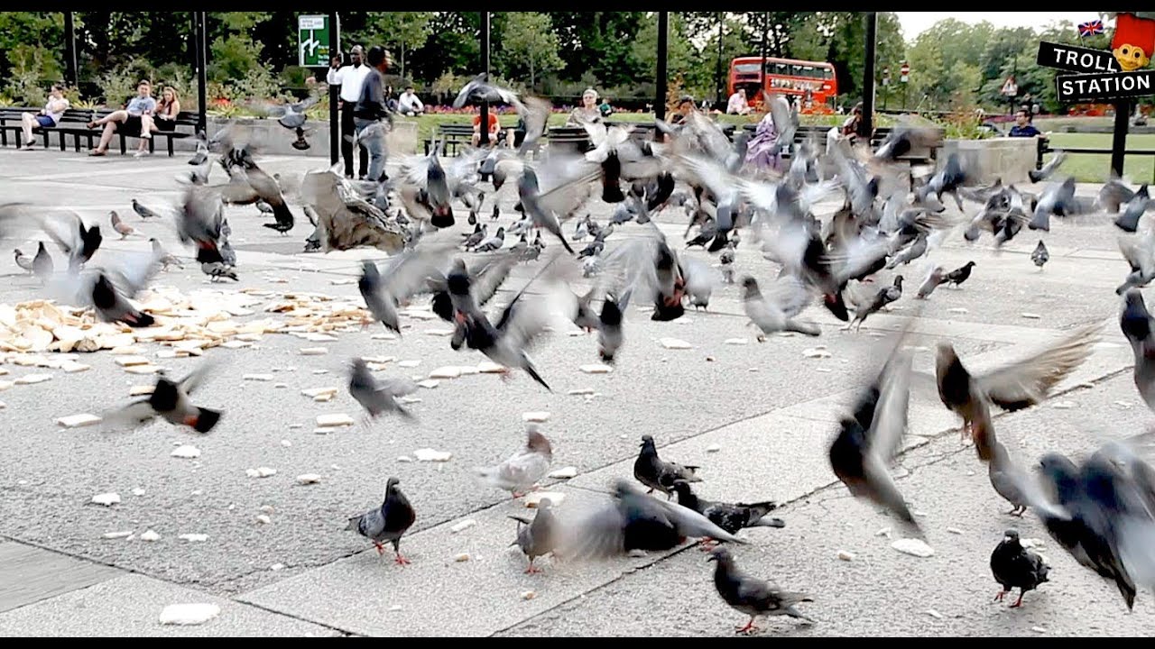 Trollstation Laxative Pigeon Prank