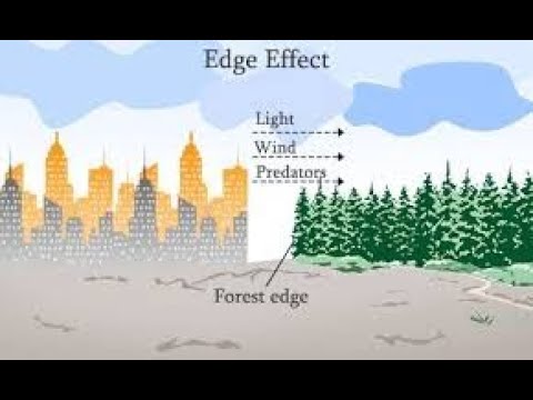 Edge Effect | @envknipss #Edge_effect