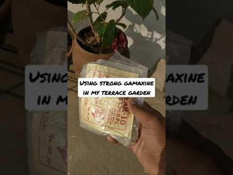 Gamaxine used on my terrace garden to remove ants #shortsfeed #shorts #gardeningshorts #gardening
