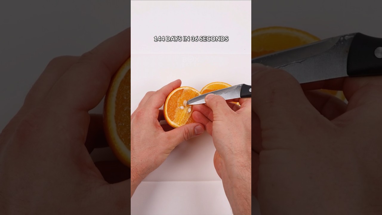 144 days in 36 seconds - Orange tree