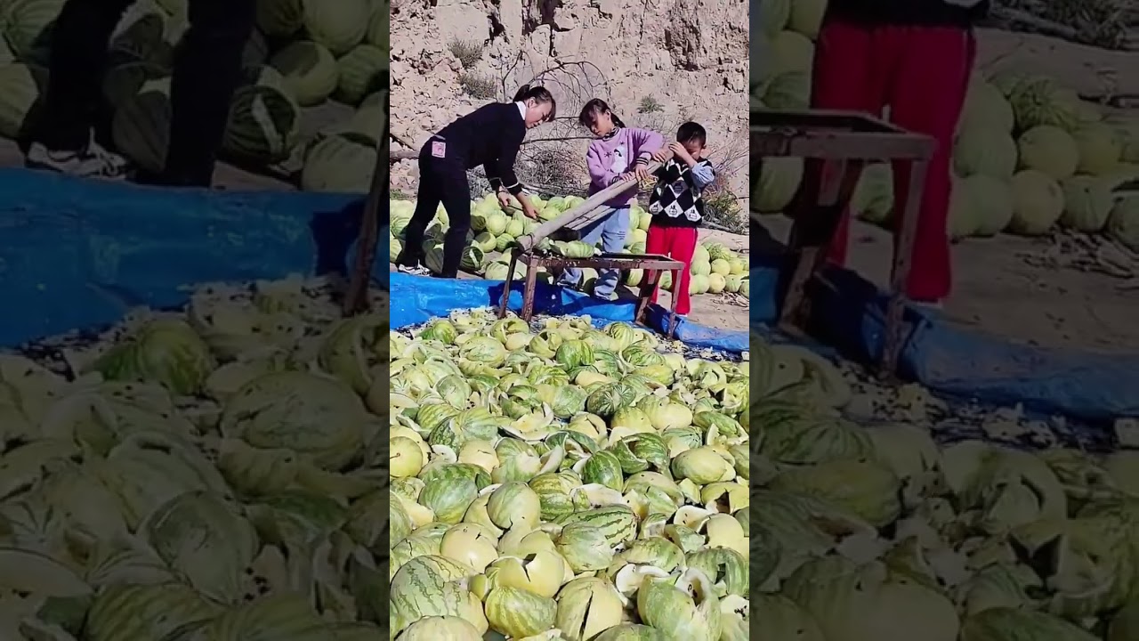 Watermelon seeds production process- Good tools and machinery can increase work efficiency