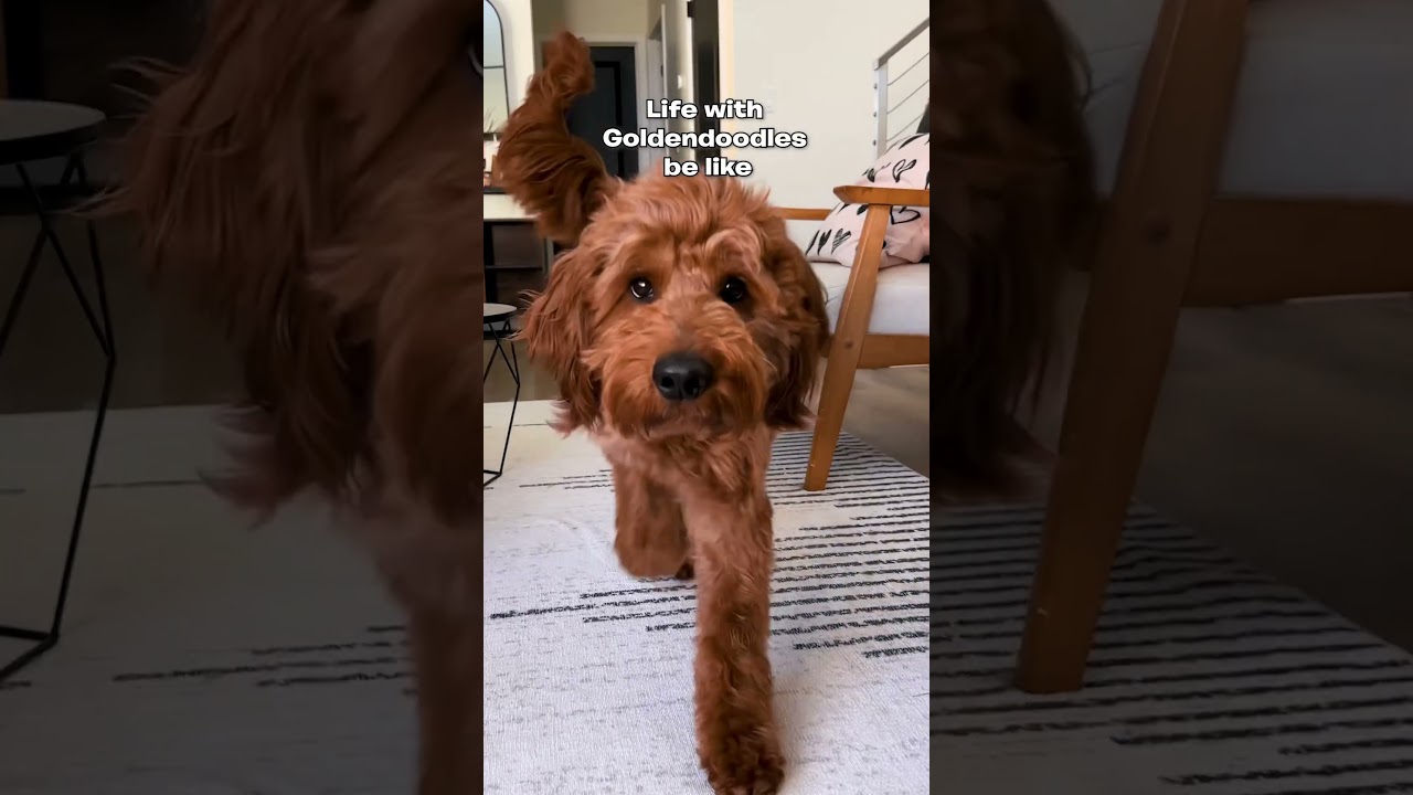 0 personal space... and I wouldn't have it any other way #goldendoodle #doglovers #dogs