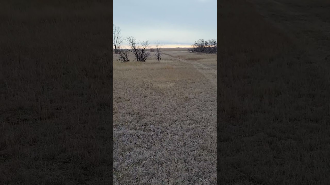 Nothing Rough about this Rough legged Hawk's Flight! | Living Sky Wildlife Rehabilitation