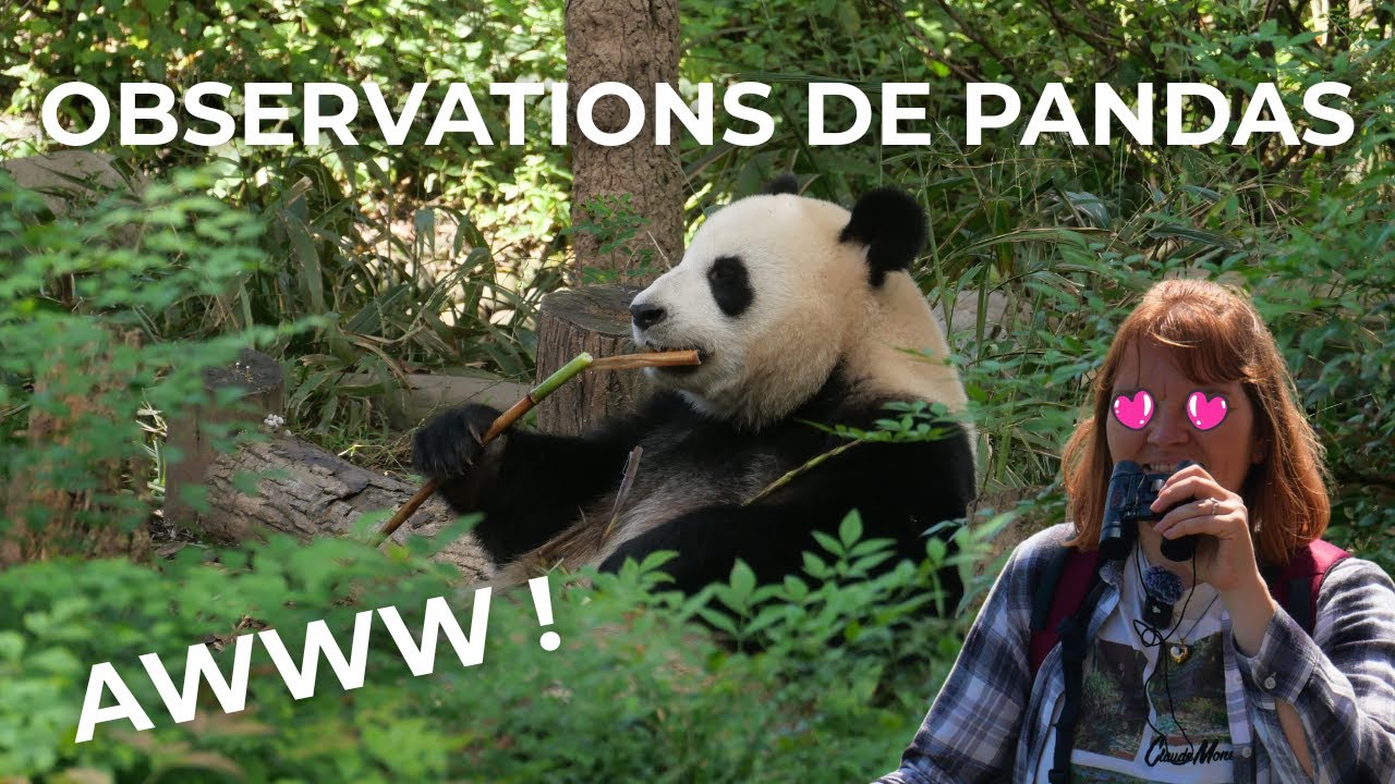 On a vu des pandas en Chine : visite du centre de Chengdu 🐼