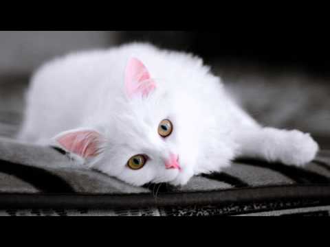 Good cat names for black and white cats