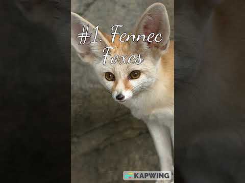 5 Animals that live in the Sahara Desert