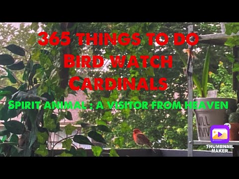 Cardinal & rose breasted finch “spirit animal”