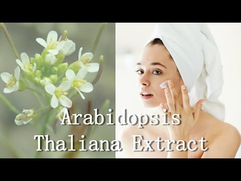 Arabidopsis Thaliana Extract, Used in cosmetics, Main role is antioxidant