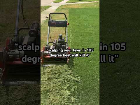 Bermuda grass scalp recovery mid summer DFW