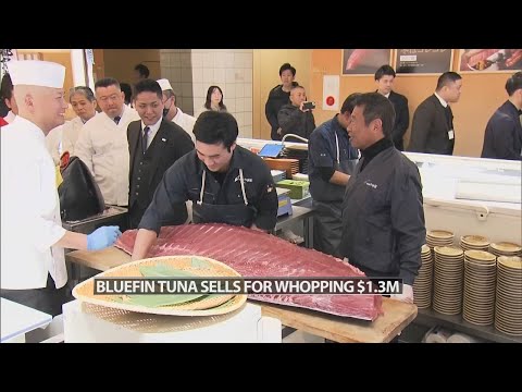 608-pound tuna sells for $1.3 million in Japan
