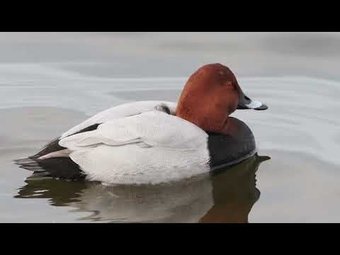 Pochard Ducks WWT Welney Wetlands December 2nd 2022