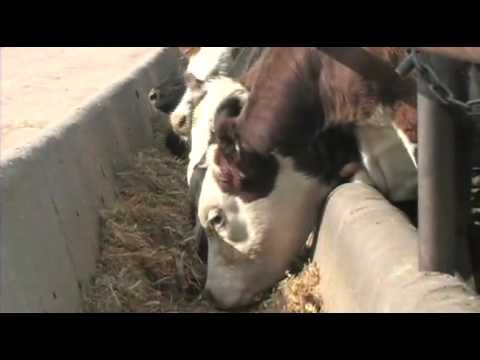 The Legacy of Cattle in Colorado: Kent Bamford and Steve Gabel