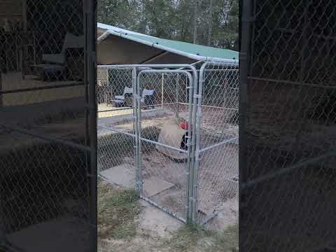 Best This Best That - Reviews large dog pen - Chain-Link dog kennel #dog #doglover #dogs