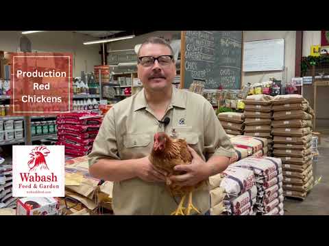 Wabash Feed and Garden-Production Red Chickens