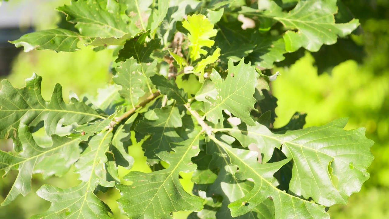 Quercus macrocarpa - Bur Oak, Mossycup Oak