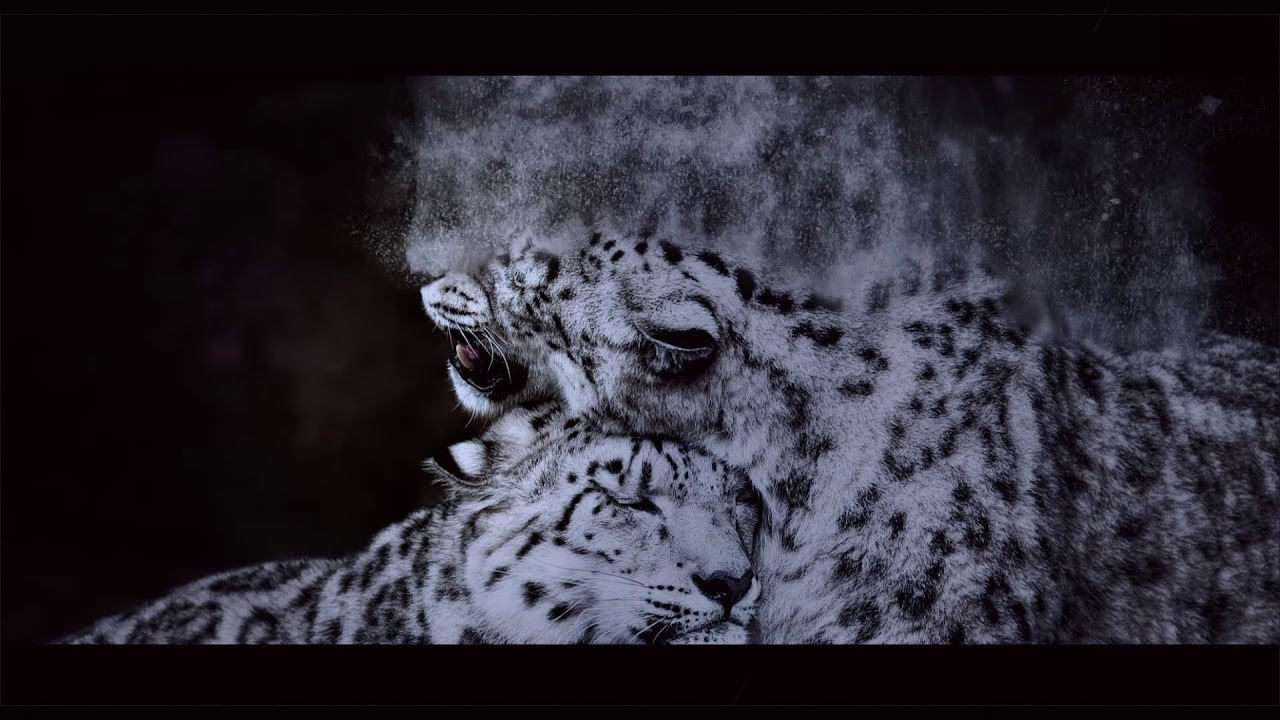 Vanishing Treasures - Teaser