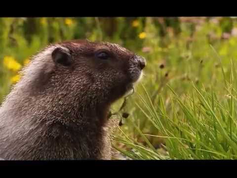 What is Wildlife?