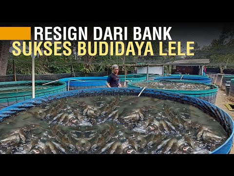 RESIGN DARI BANK BANTING SETIR BUDIDAYA LELE KONSUMSI SISTEM KOLAM BUNDAR