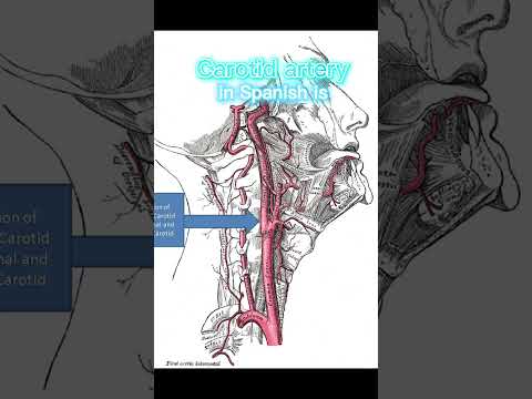 CAROTID ARTERY IN SPANISH | Medical Consecutive Interpreting