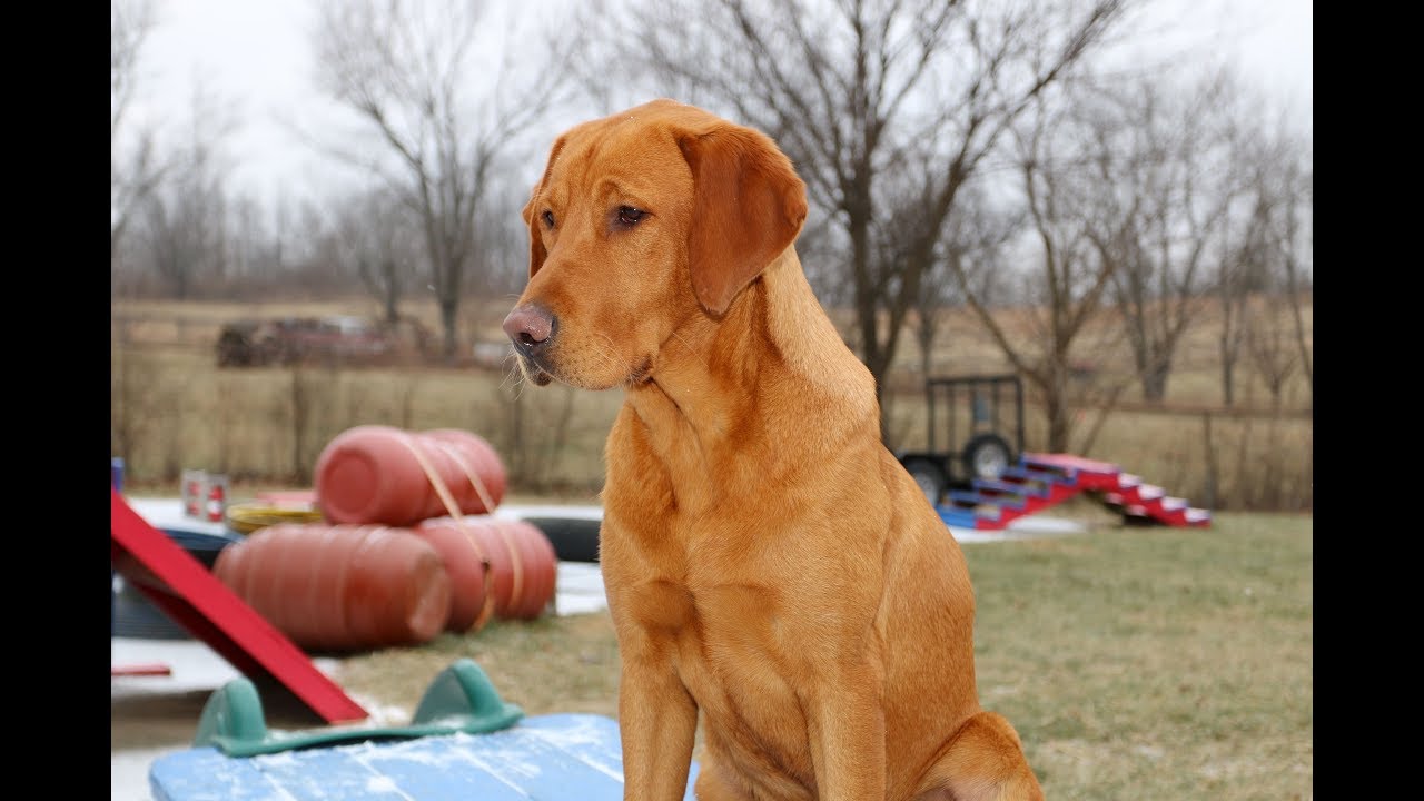 Fox Red Labrador Retriever Training Example
