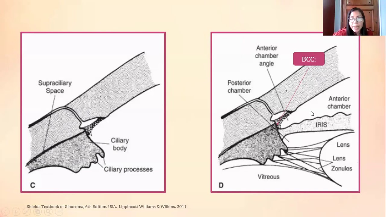 Anatomía del angulo camerular - Dra Cynthia Angulo