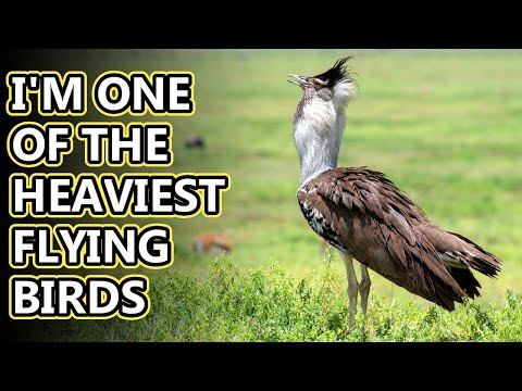 Kori Bustard facts: they can fly if they want to | Animal Fact Files