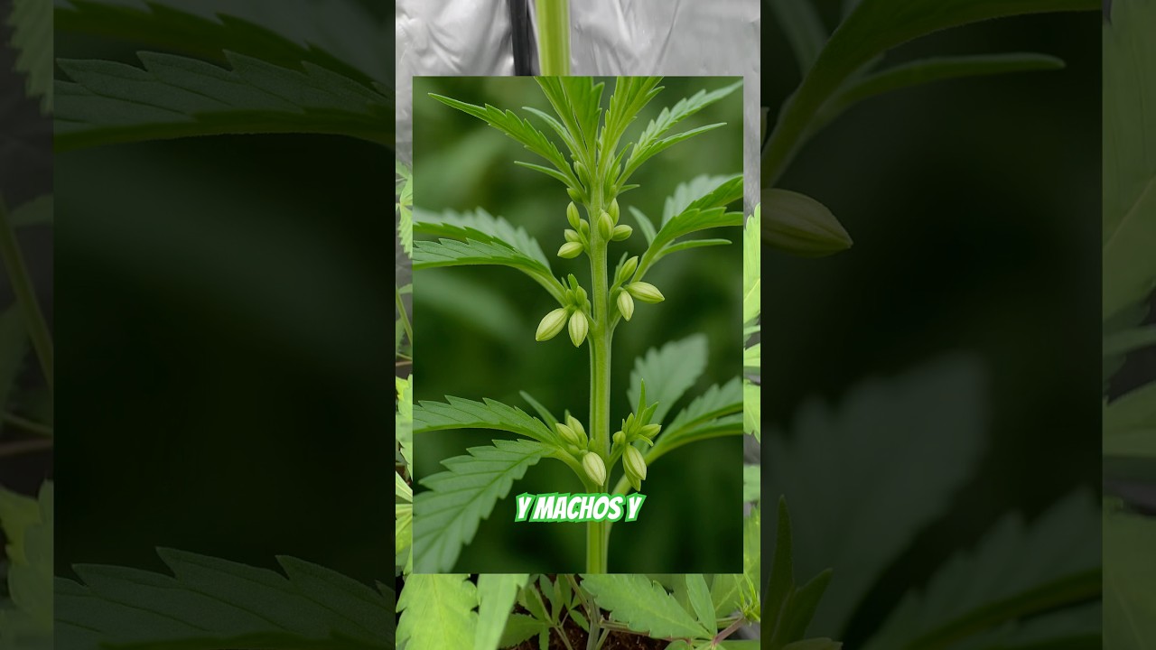 Cómo diferenciar tus plantas 🧐🍀 #cannabiseducation #plants