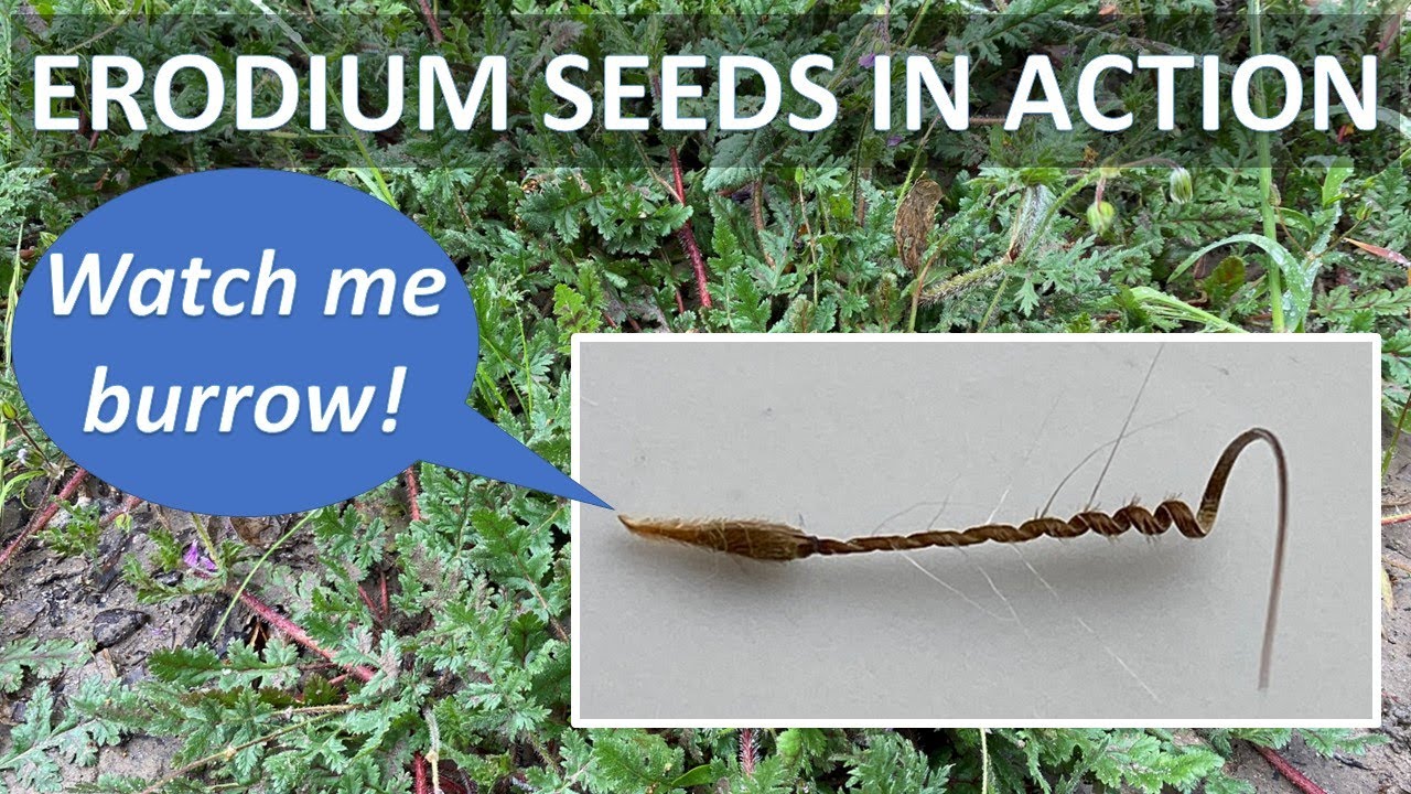 Erodium Seeds in Action; Redstem Filaree Erodium cicutarium seeds uncoiling in soil