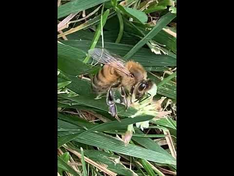 Western Honey Bee Apis mellifera