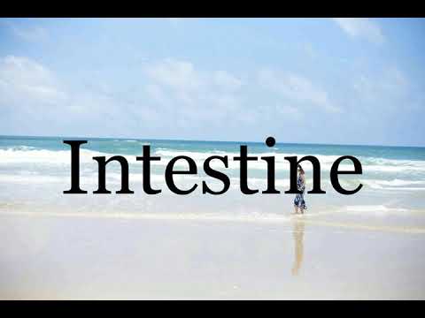 How To Pronounce Intestine🌈🌈🌈🌈🌈🌈Pronunciation Of Intestine