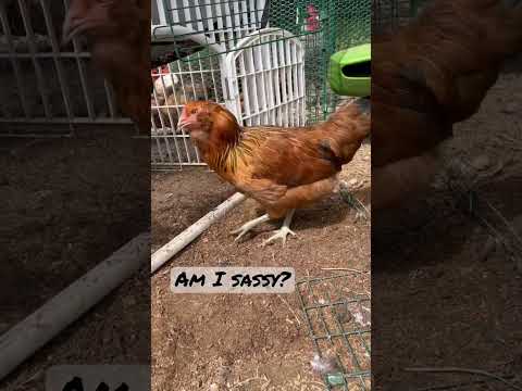 Sassy Ameraucana chicken 🐓 #shorts
