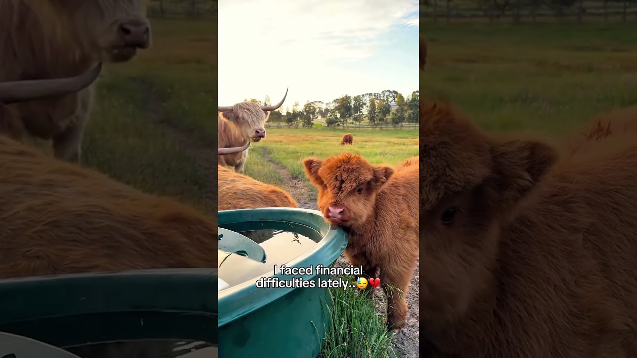 Link in my bio 😣❤️ #cow #slippers #cowslippers #farm #fyp
