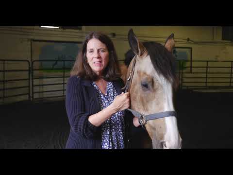 The Man O' War Project: PTSD, Equine-Assisted Therapy, & Veteran’s Day