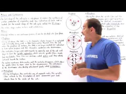 Mitosis and Cytokinesis