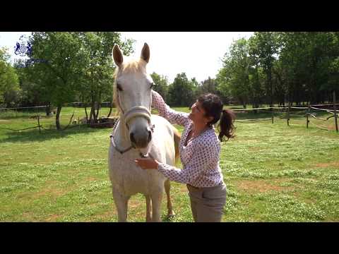 WHAT LINKS US TOGETHER #16: How Sara Lolić, an Equine Vet uses her knowledge gained in UK