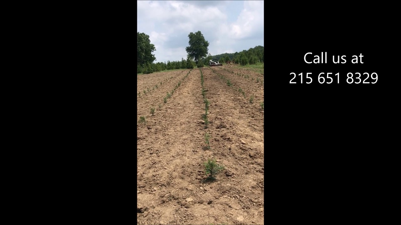 Why you should not  Plant Emerald Greens if you have deer     Our Deer Resistant Arborvitae at Highl