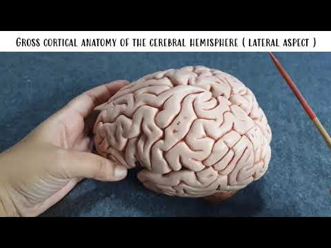SYNAPSE 101 2 of 4 Gross cortical anatomy of the cerebral hemisphere(lateral aspect) PARIETAL LOBE