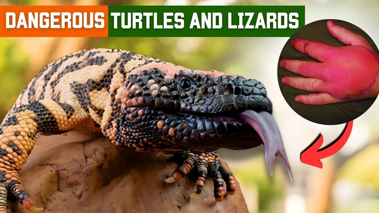 10 Terrifying Turtles And Lizards