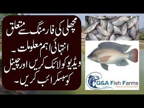 Introduction to Fish Farming. How to make Fish Farm Hindi & Urdu with English Subtitles Video 1