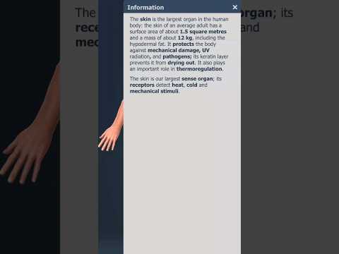 Human body