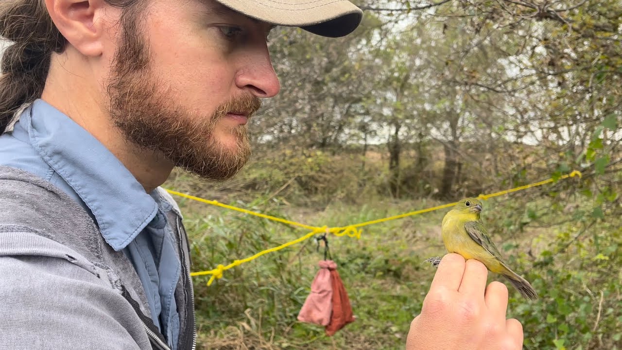 Bird Banding at the Wetland Center: Last Day of Fall Migration 2023