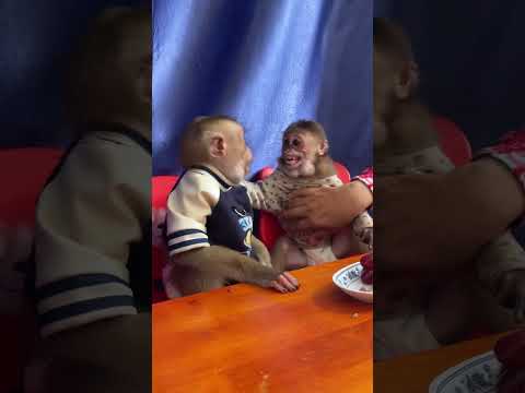 Monkey surrounded by laughter and love every hour