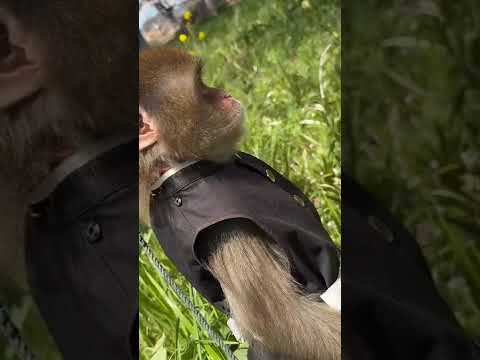 bro has no enemies meme#6 #memes #meme #hopecore #hope #monkey
