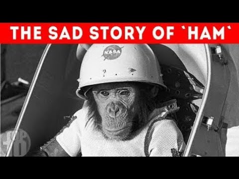 What happened to Ham in space? *The space monkey*