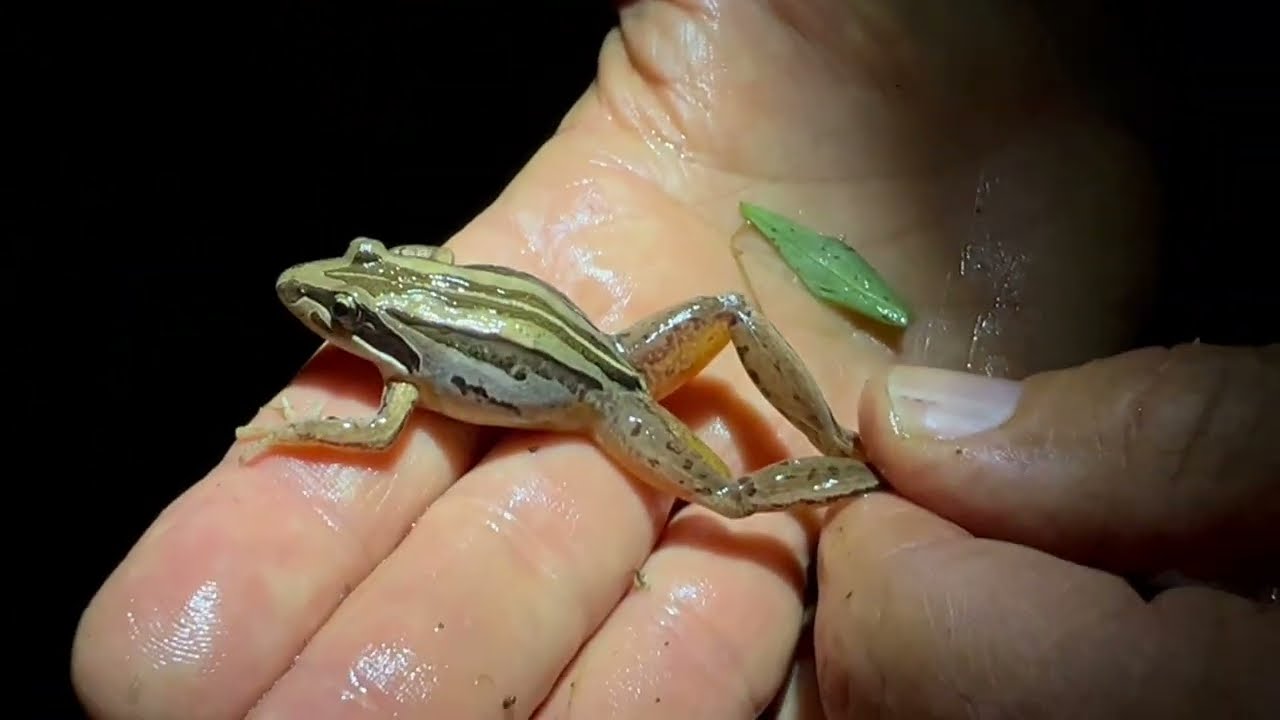 How to identify the striped rocket frog (Litoria nasuta) with Prof. Jean-Marc Hero