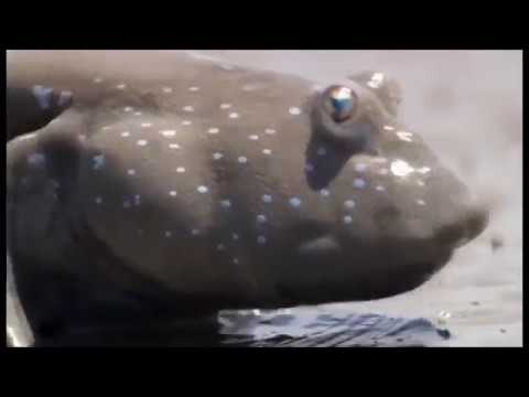 Steam Community :: Video :: Sing Fish