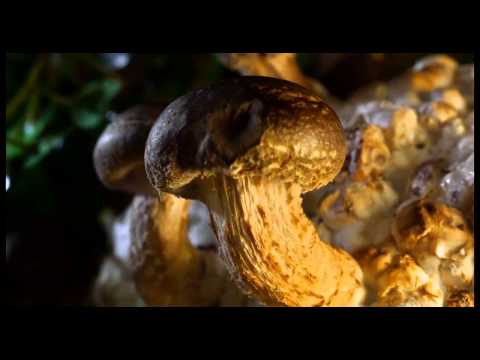 Mystery of the Unseen World (engelstalig)