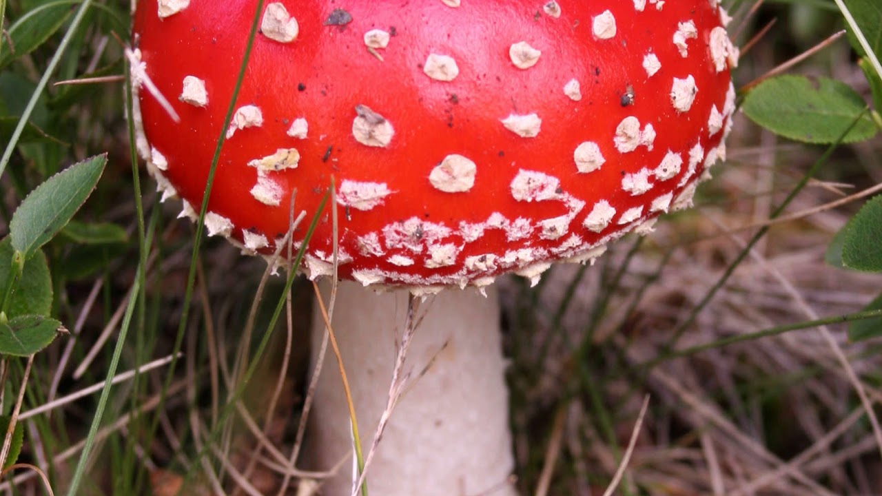 Agarics | Wikipedia audio article